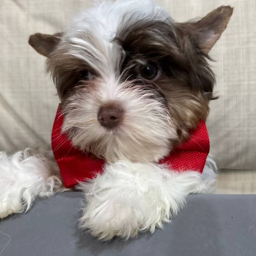 Бивер-йоркширский терьер, щенок