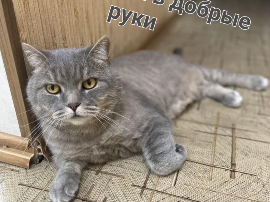 Британец