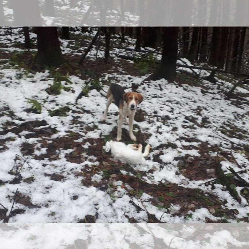 Русская пегая гончая, щенок