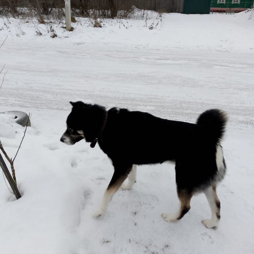 Кобель 5 лет с паспортом и прививками