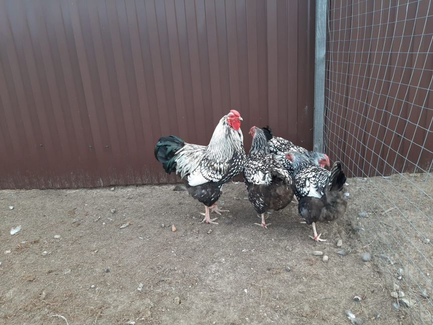 Виандот семья