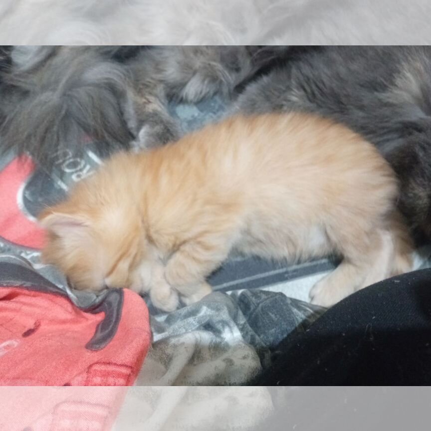 Котёнок в добрые руки