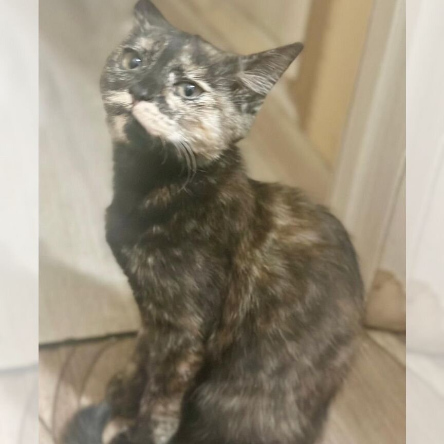 Кошки