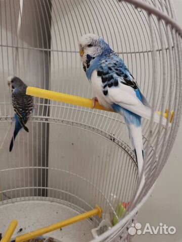 Попугаи чех и обычный волнистый