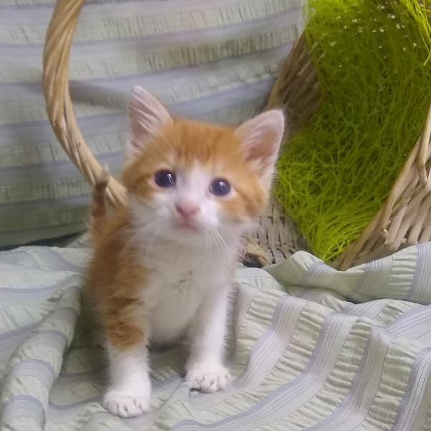 Рыжий котенок