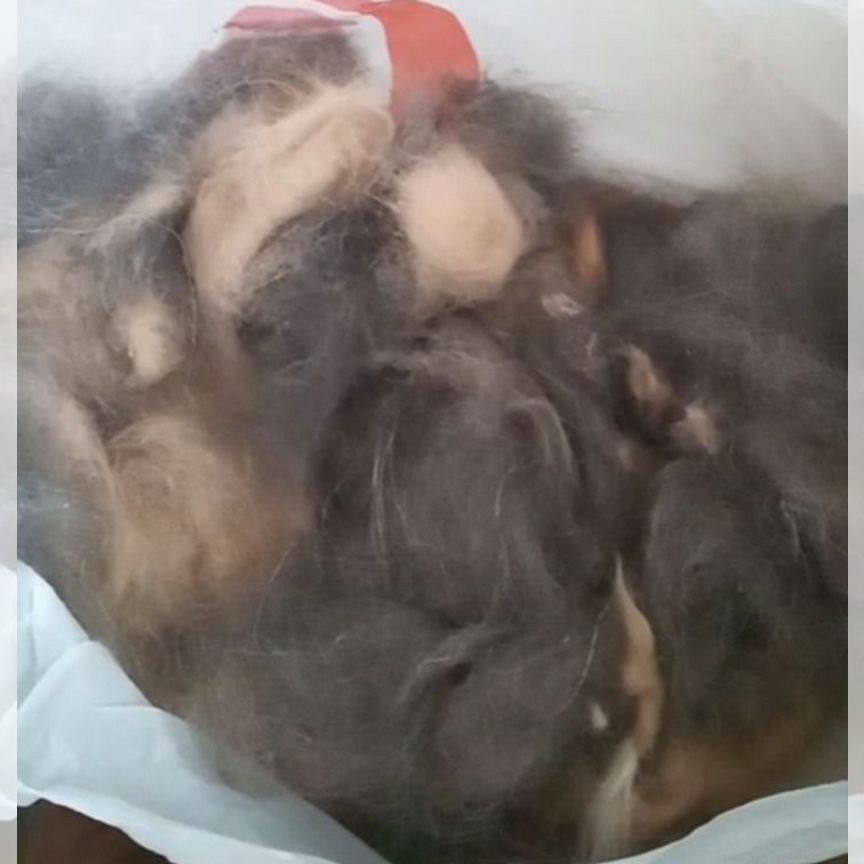 Собачья шерсть вычес