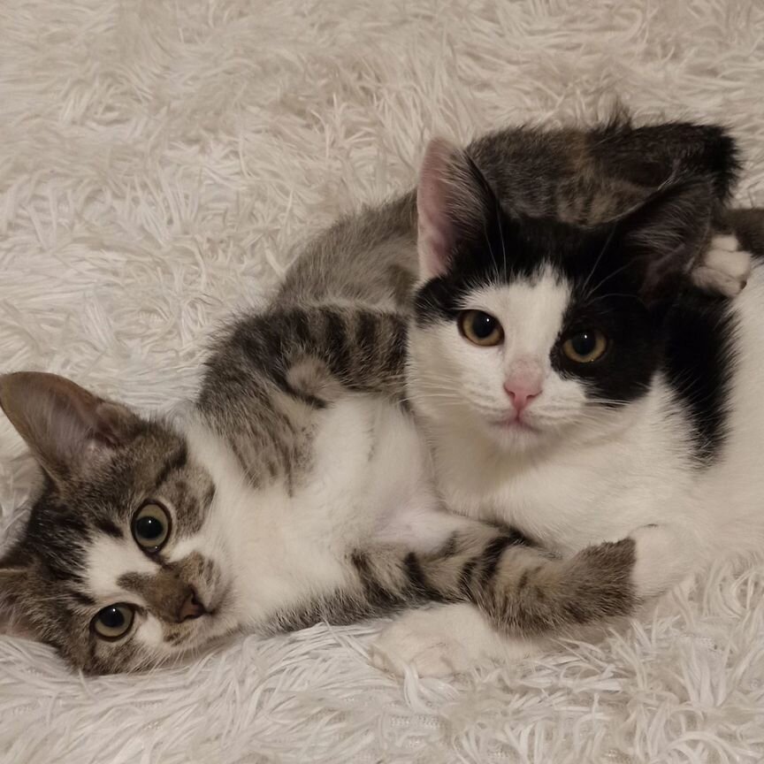 Котята ищут дом