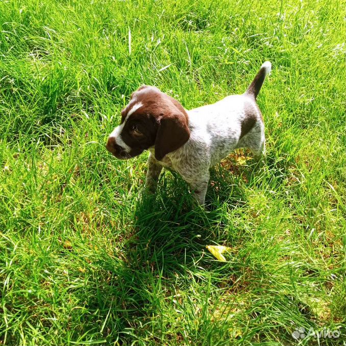 Щенок немецкого дратхара