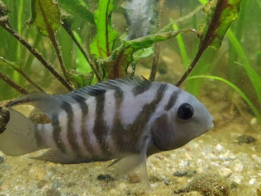 Живая рыба цыхлида полосатая
