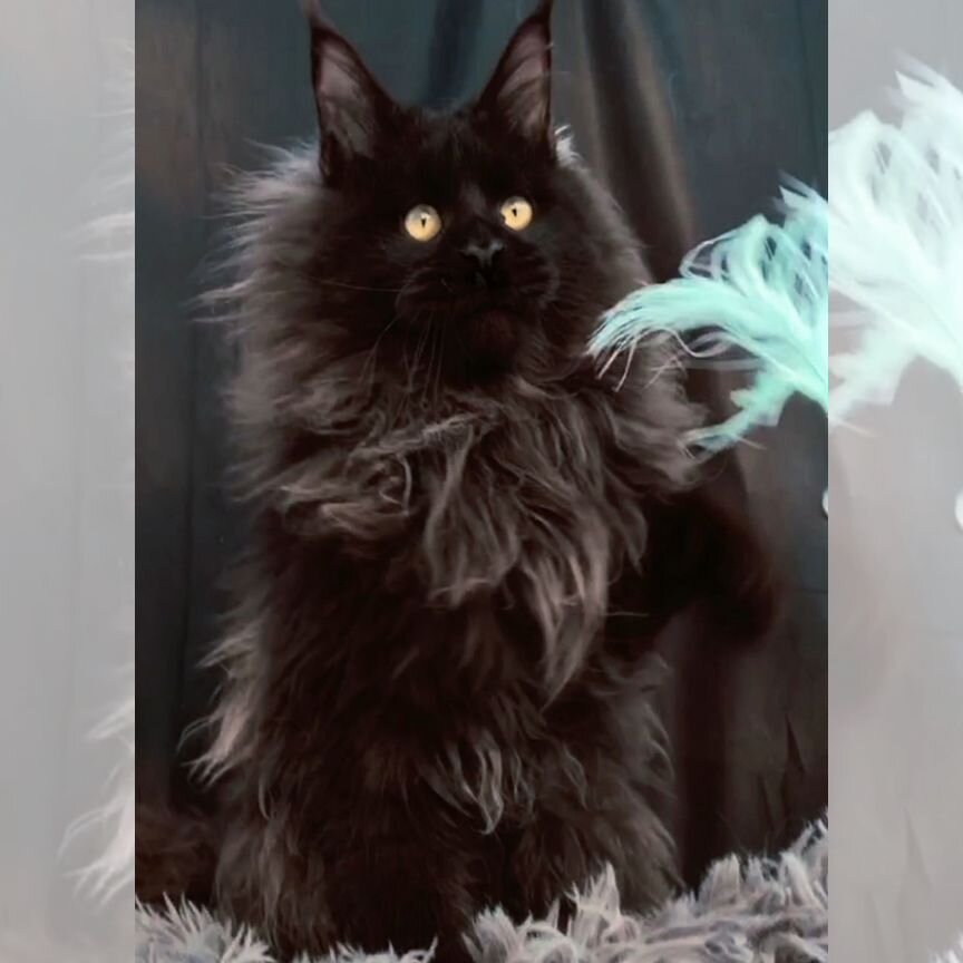 Мейн-кун котёнок