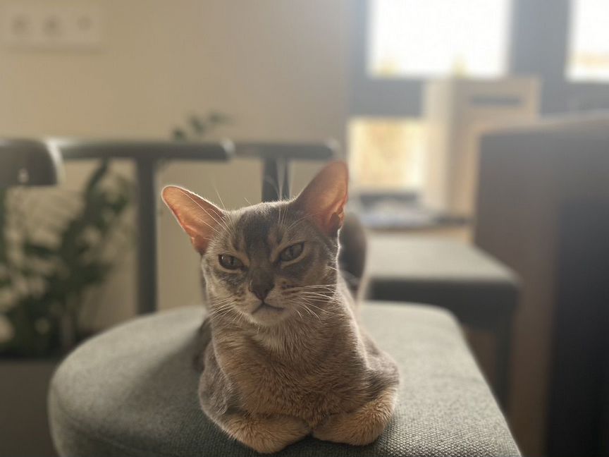 Абиссинская Кошка