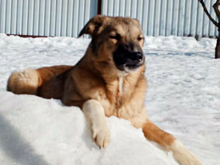 Щенок подросток Снуппи в добрые руки бесплатно