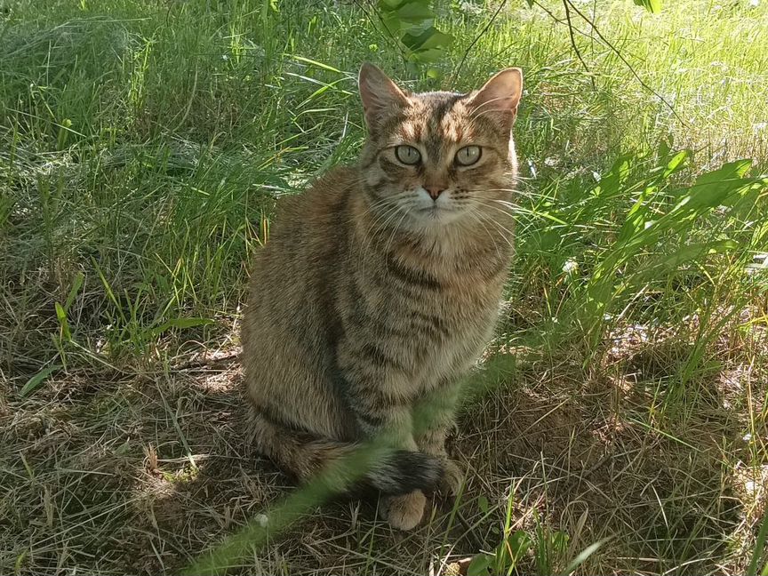 Умной кошечке нужна семья, а не опасная улица