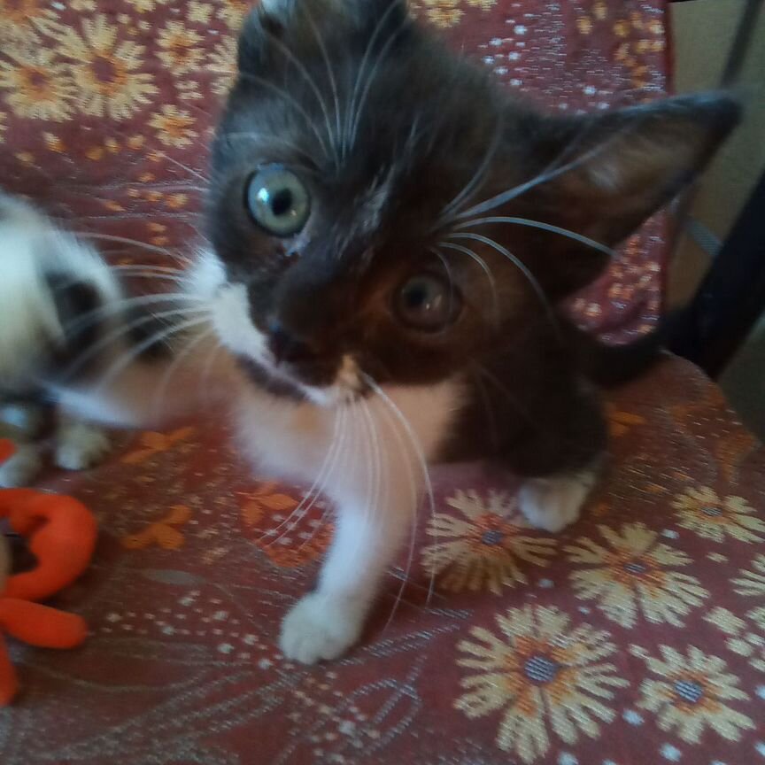 Котята-сиротки отдам бесплатно