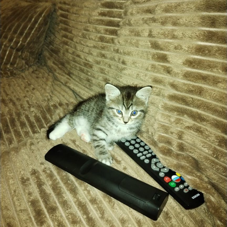 Котенок девочка бесплатно