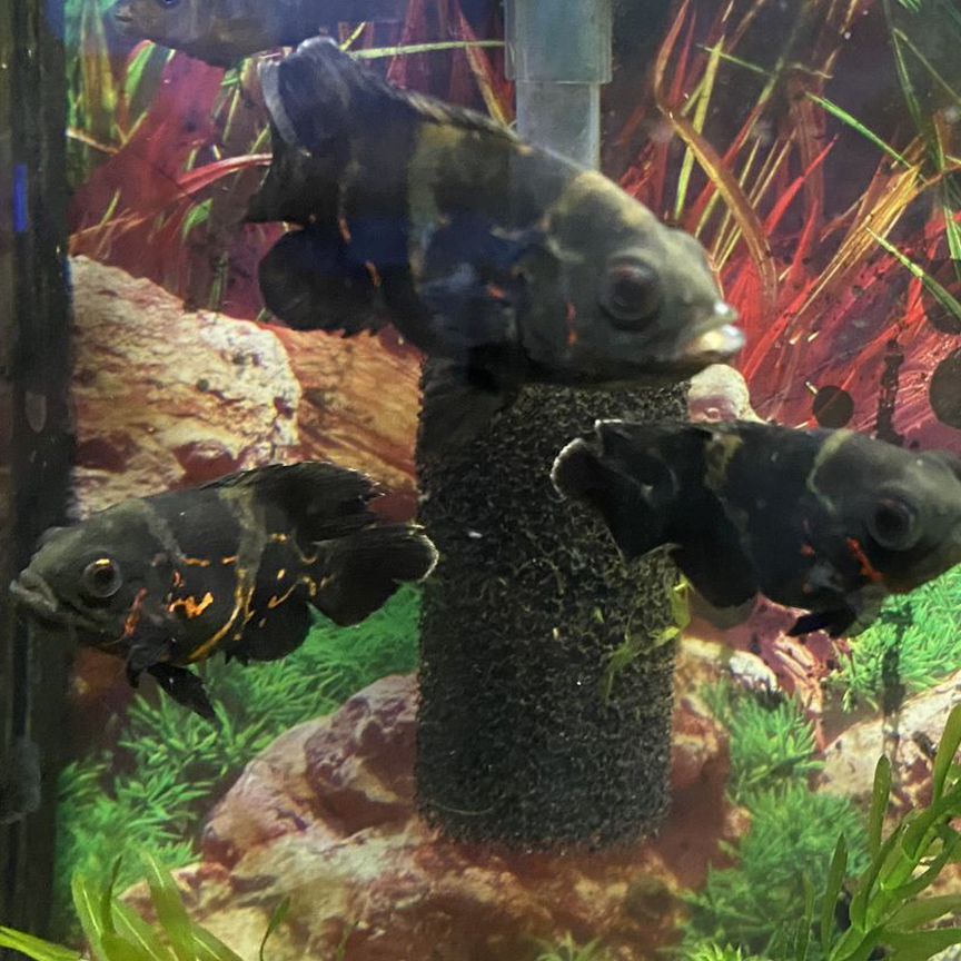 Астронотусы