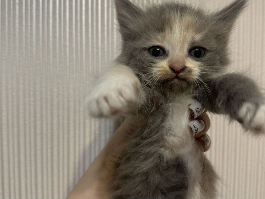 Сибирская кошка