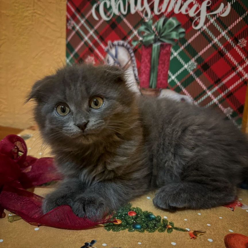 Шотландская