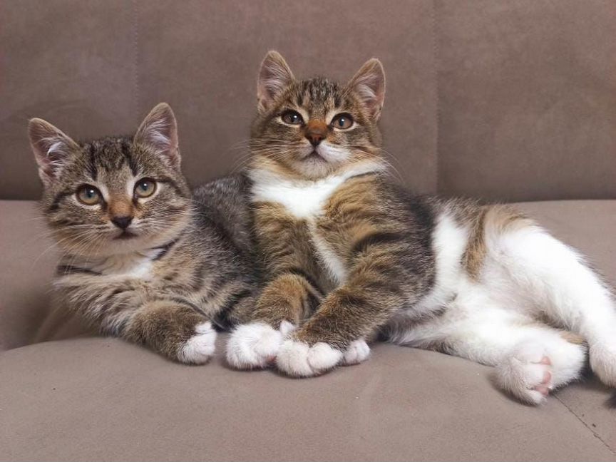Котята тигрята