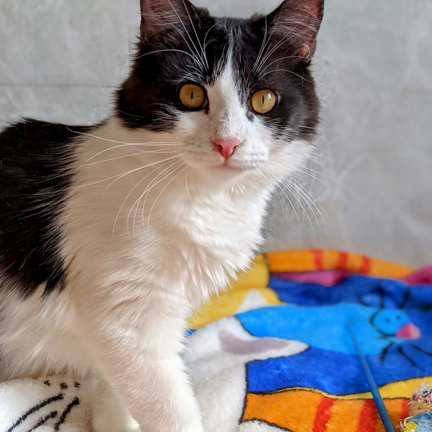 Пышная красотка ищет своего Человека