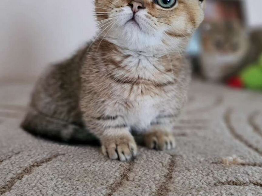 Таксята котята