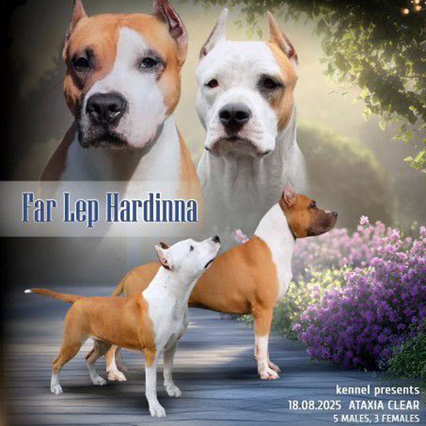 Американский стаффордширский терьер, щенок