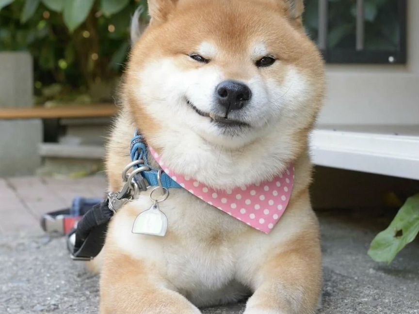 Собака сиба ину