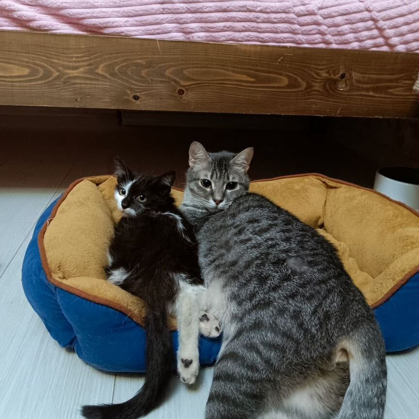 Ищет дом особенный котик Бусик