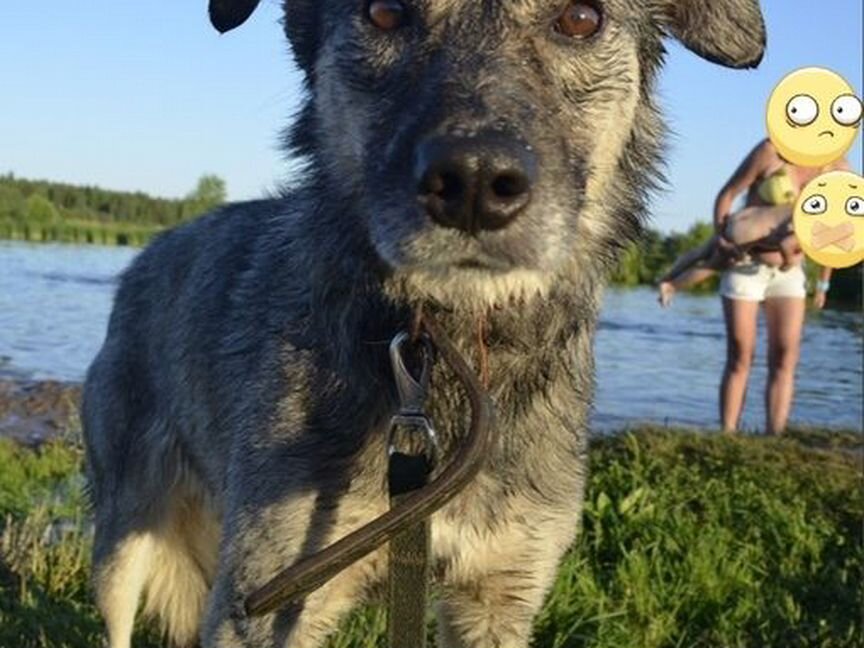 Крепыш