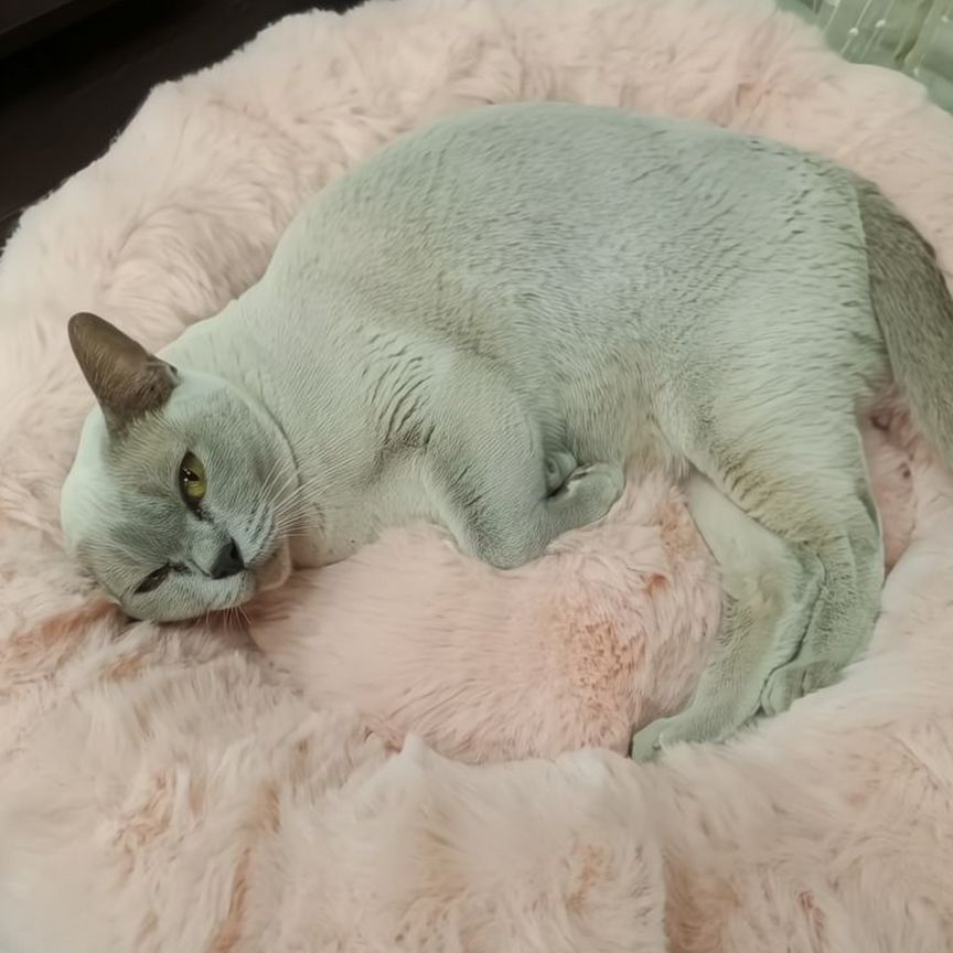 Американская бурманская, взрослая кошка