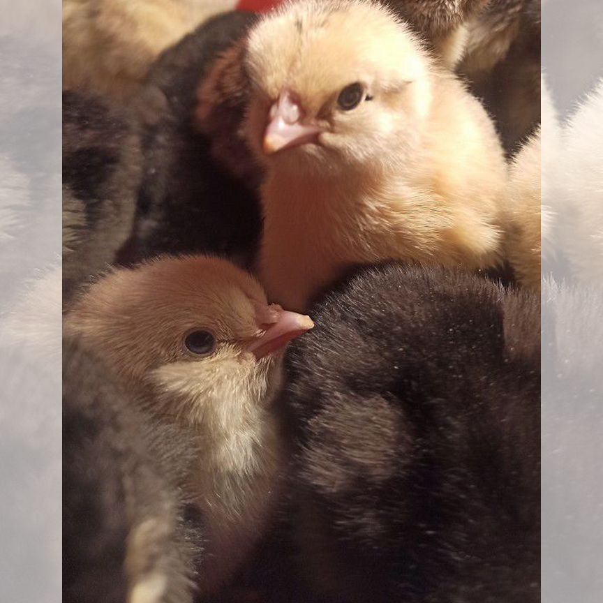 Инкубационное яйцо кур