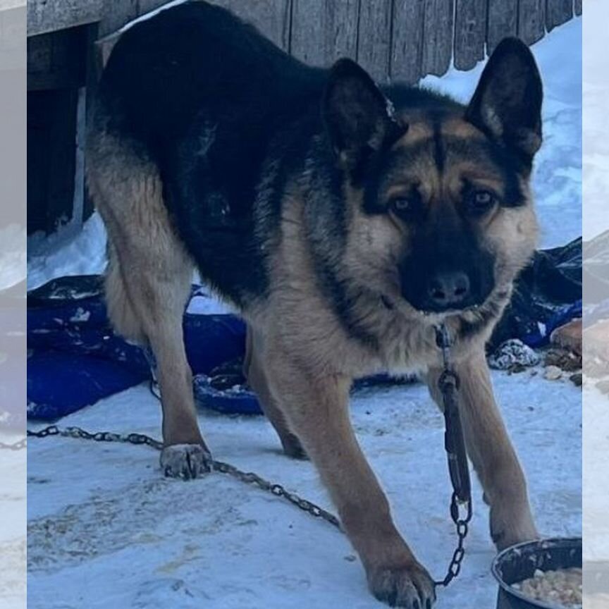 Восточноевропейская овчарка, взрослый пёс