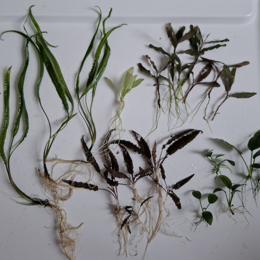 Аквариумное растение