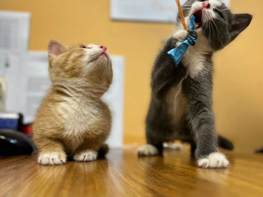Котята в добрые руки