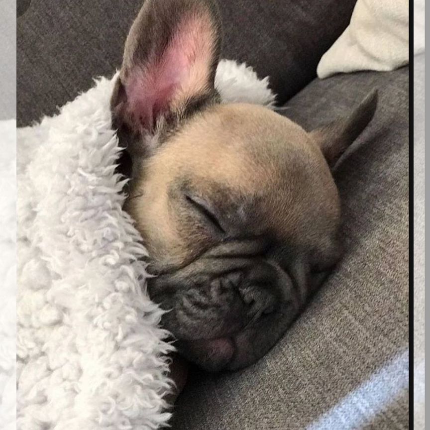 Девочки французского бульдога жду своих кожаных