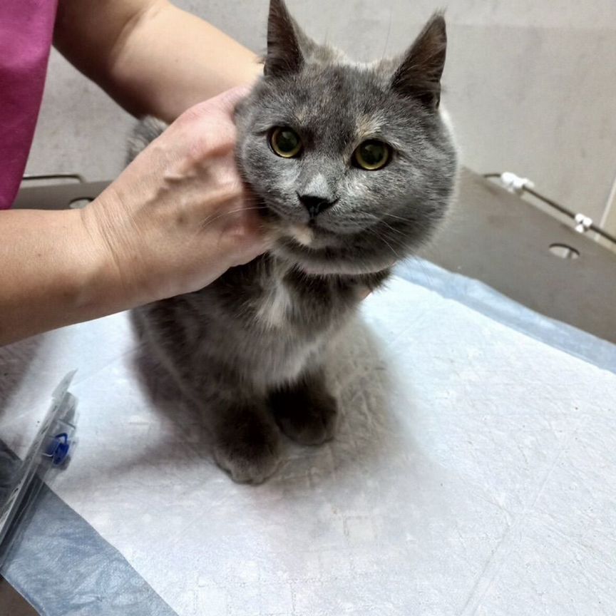 Кошка ручная в добрые руки