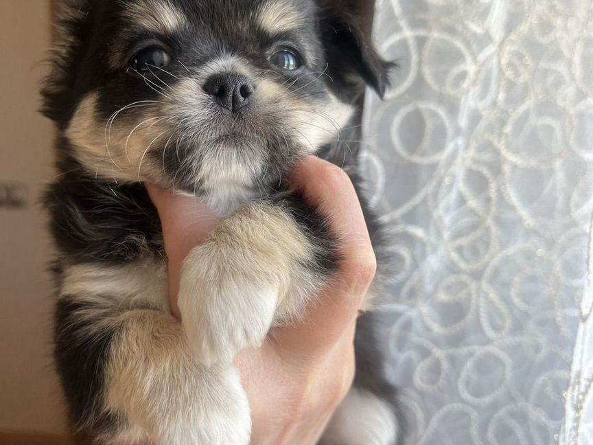 Щенки чихуахуа 2 мес