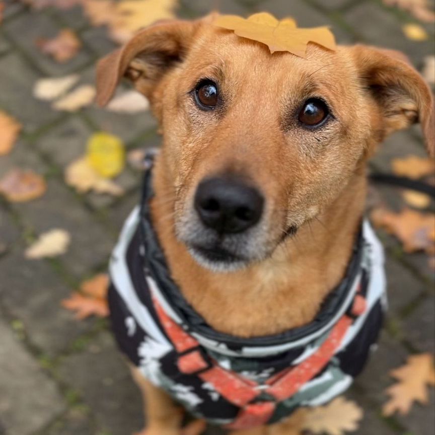 Взрослый пёс в добрые руки