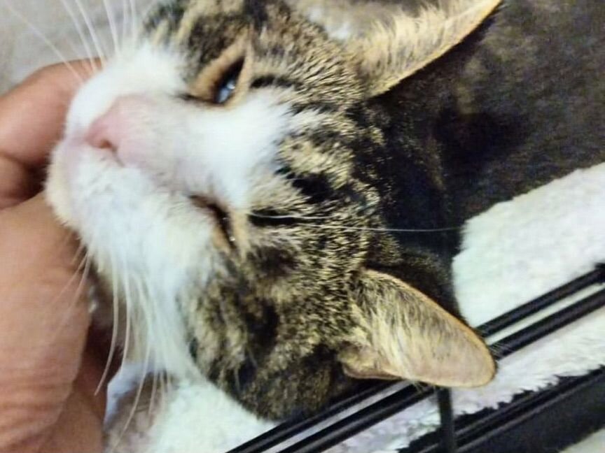 Кошка Маруся очень хочет стать домашней