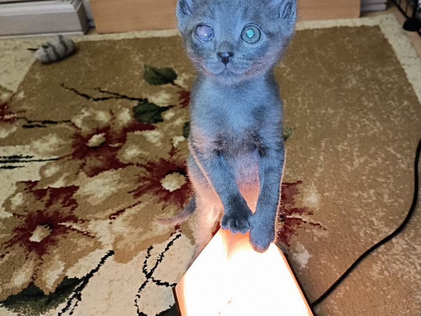 Котёнок Маркизик-одноглазик