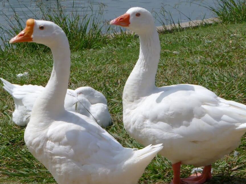 Гуси