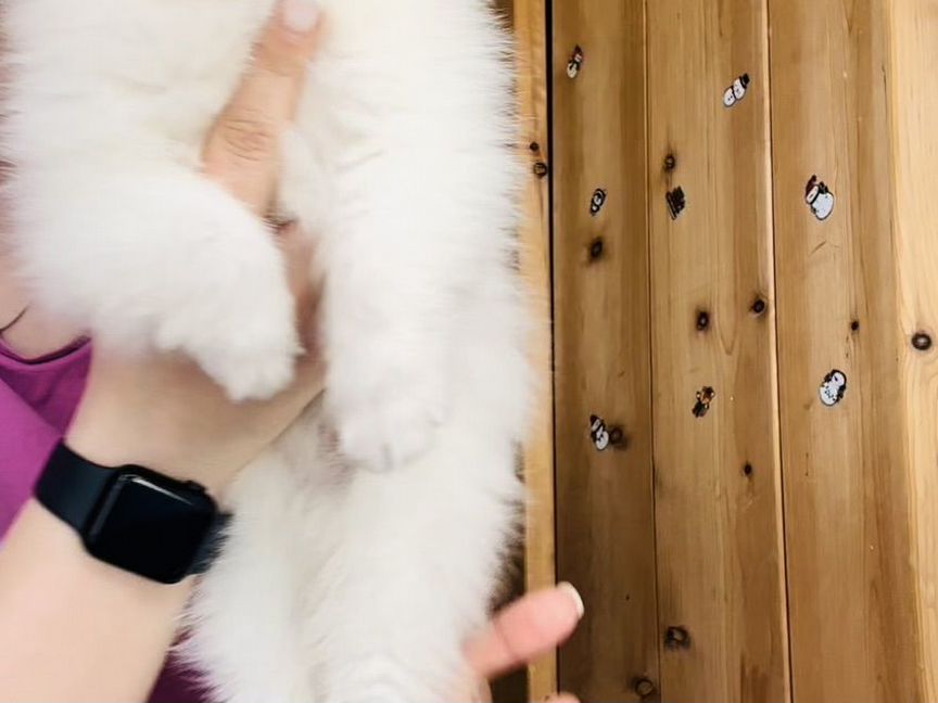 Щенята шпиц