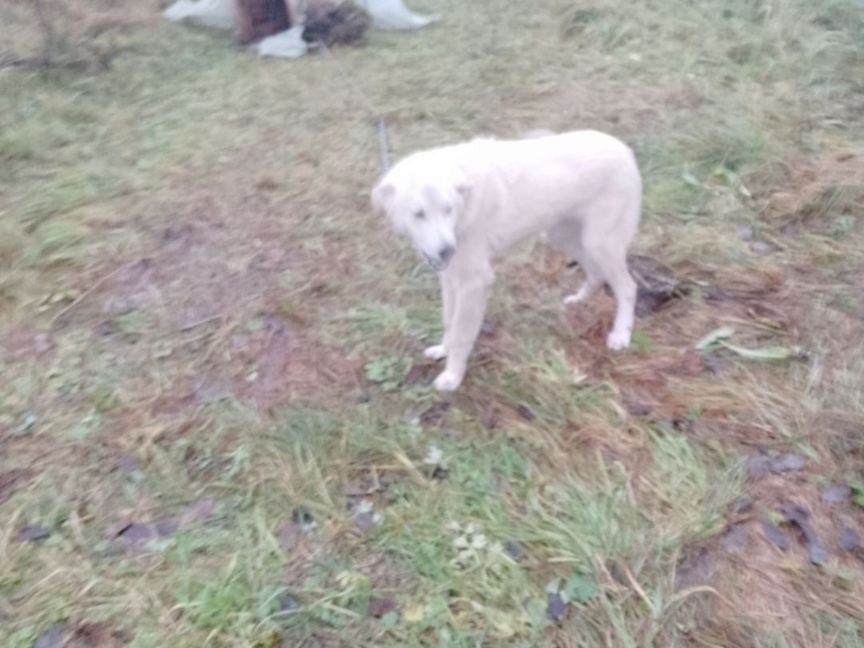 Собака в добрые руки смесь алобая