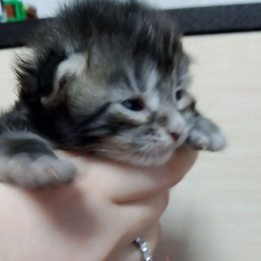 Мейн-кун котёнок