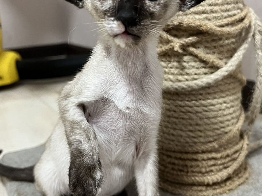 Ориентальные котята. Кошка