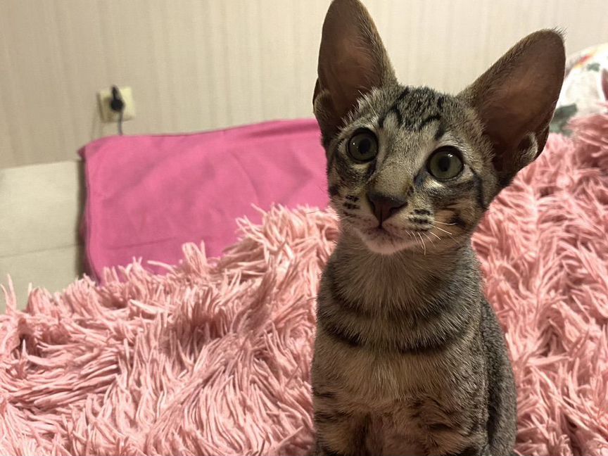 Ориентальные котята