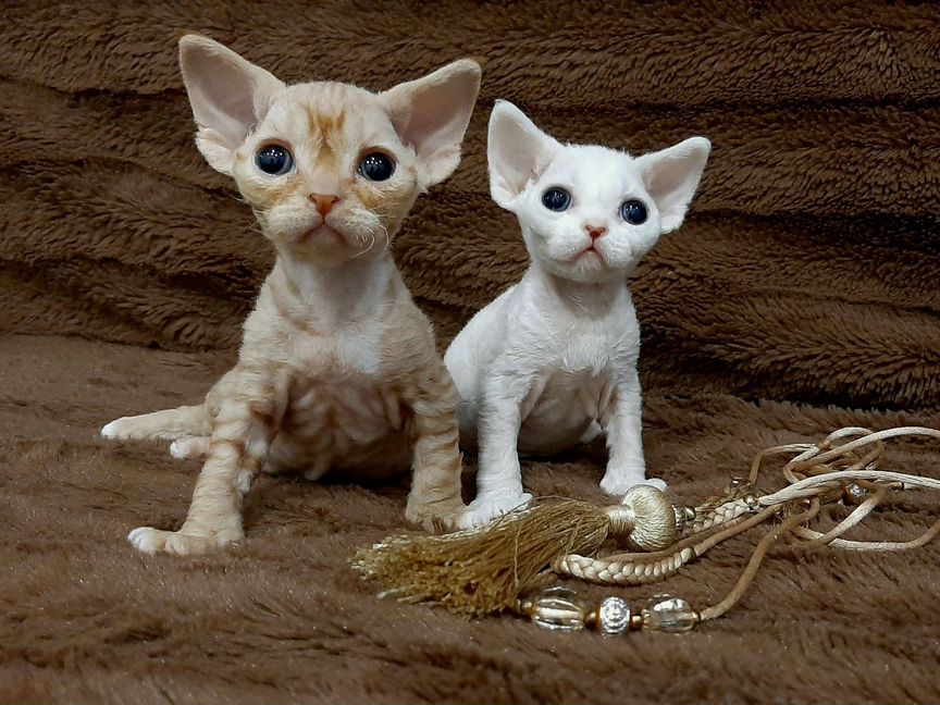 Котята девон-рекс