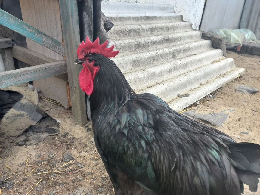 Куры петухи