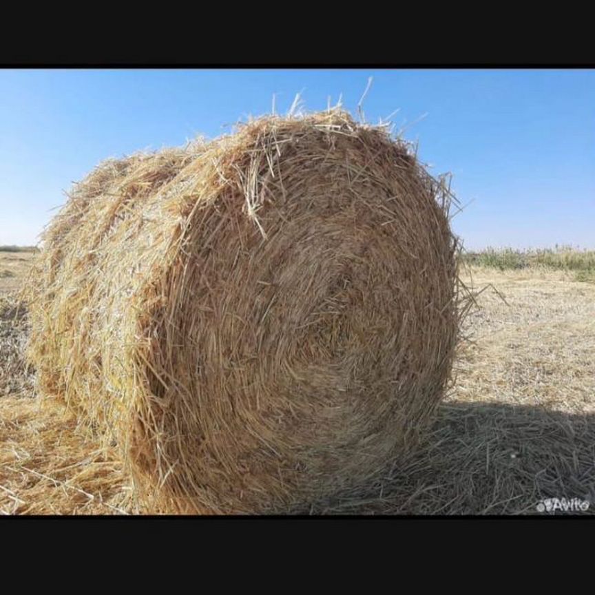 Солома в тюках рисовая