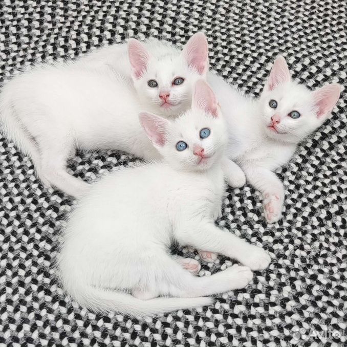 Кот као мани голубые глаза